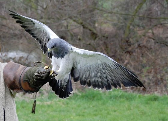 Medieval Hawking & Falconry: Hunting with Peregrines in the Middle Ages ...